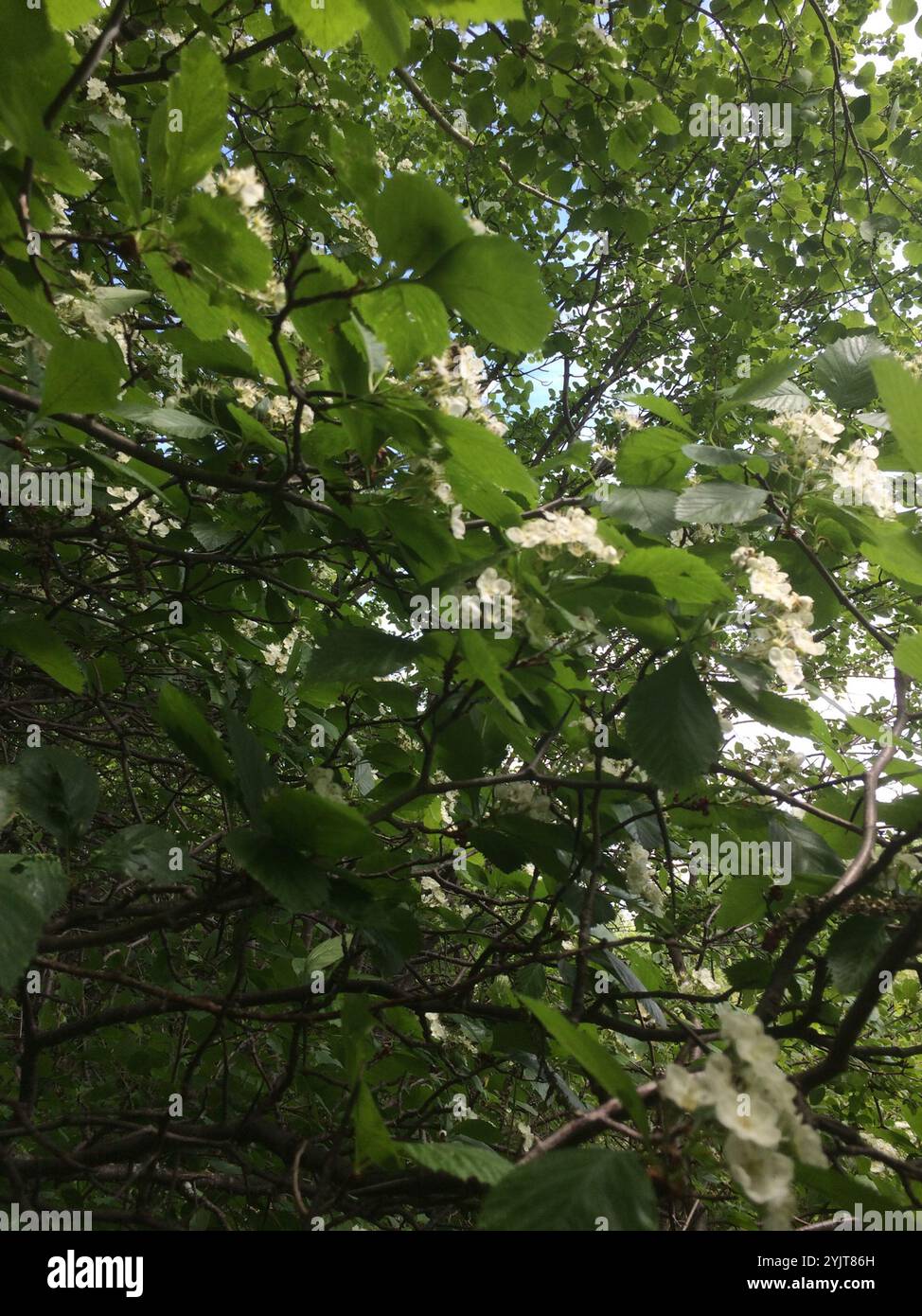 Large-thorn hawthorn (Crataegus macracantha Stock Photo - Alamy