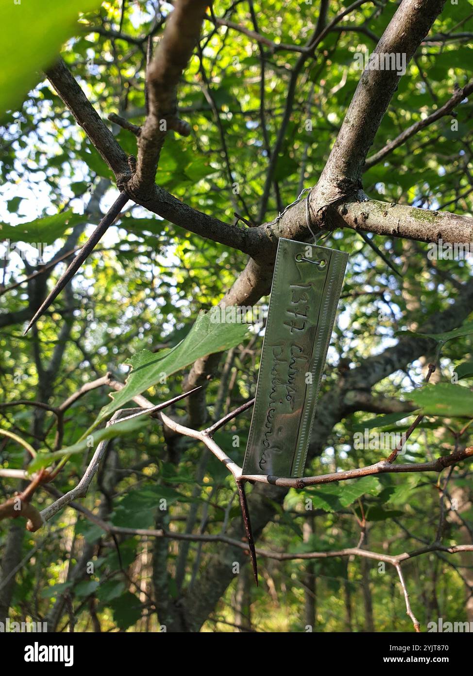 Glabrous-fruit Fireberry Hawthorn (Crataegus chrysocarpa phoeniceoides ...