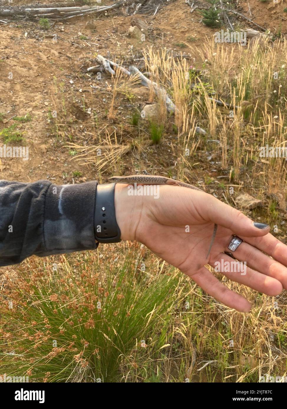 Northern Alligator Lizard (Elgaria coerulea Stock Photo - Alamy