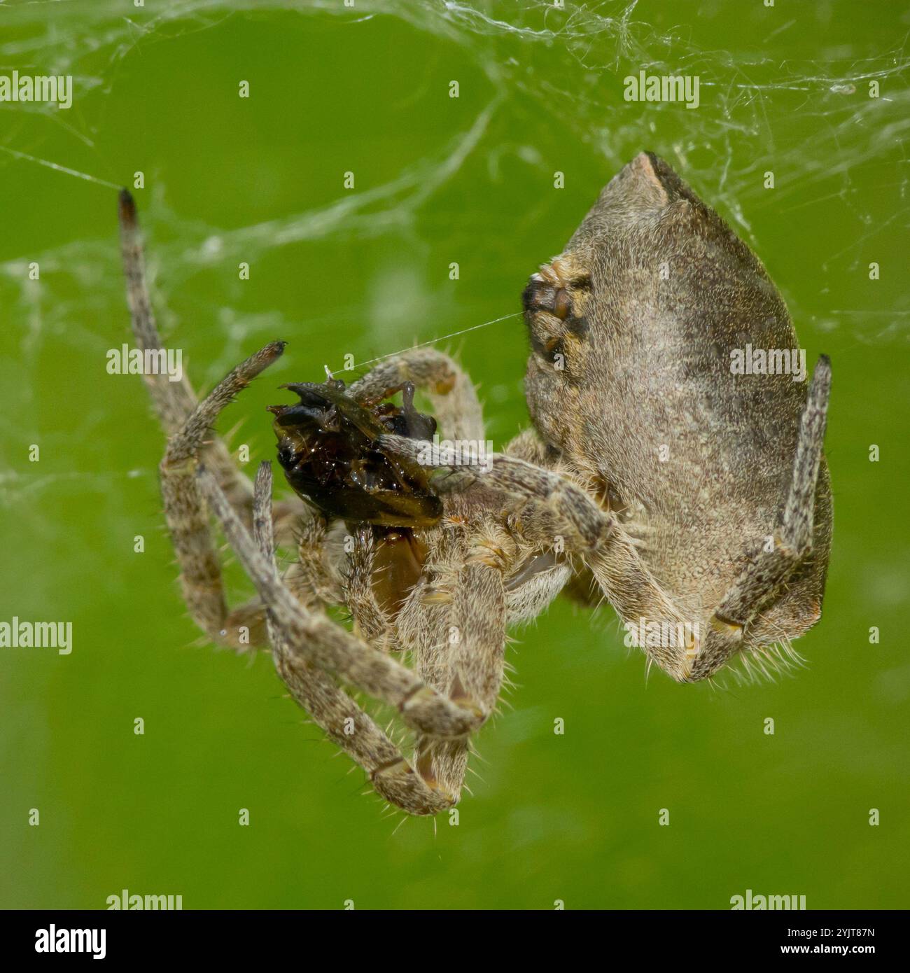 Tropical tent web spider hi-res stock photography and images - Alamy