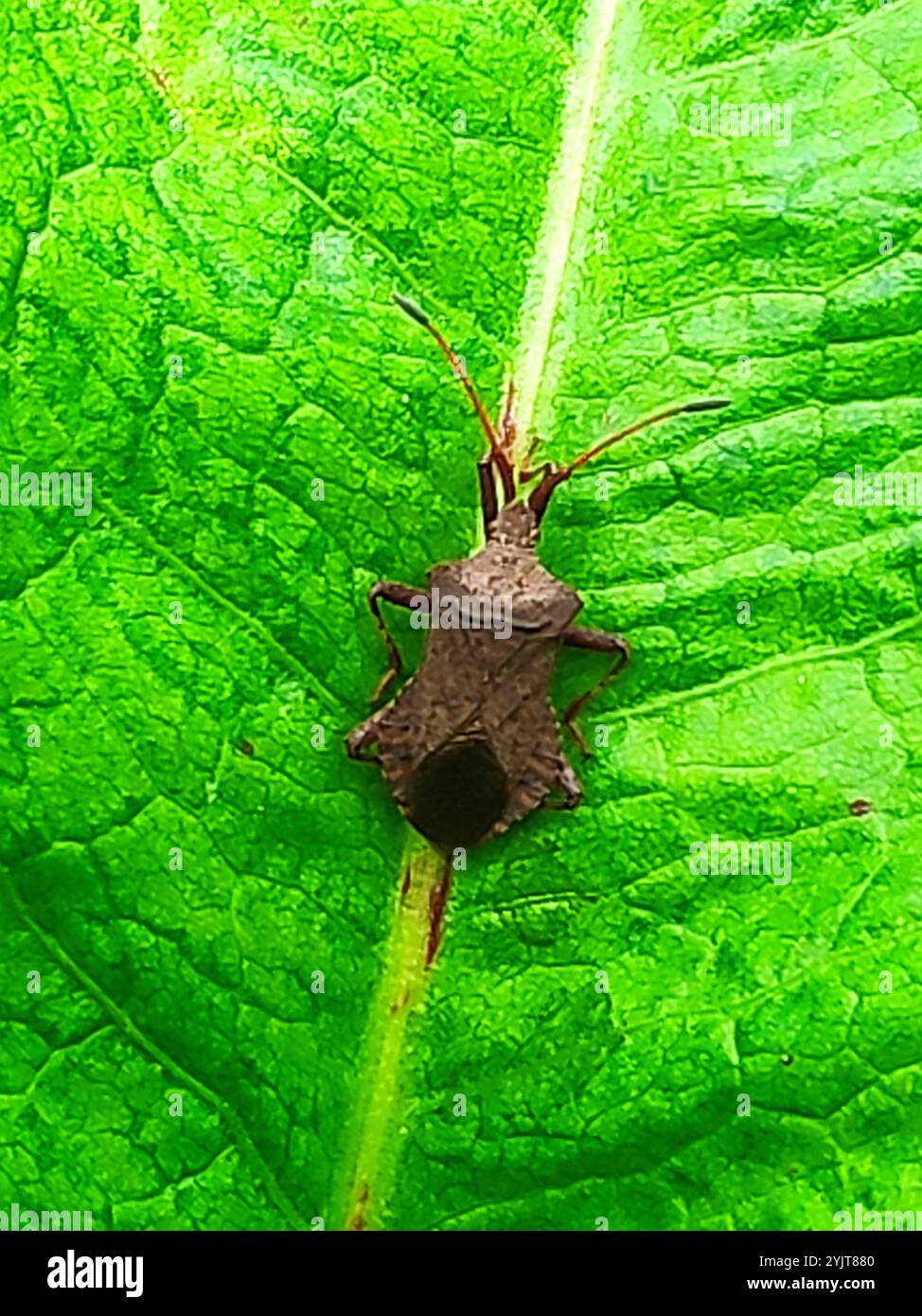 Dock Bug (Coreus marginatus Stock Photo - Alamy