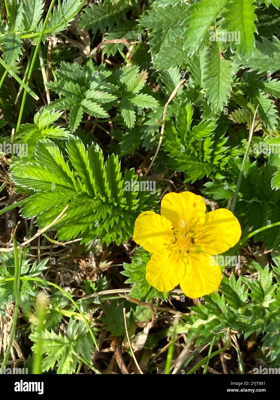 common silverweed (Argentina anserina Stock Photo - Alamy