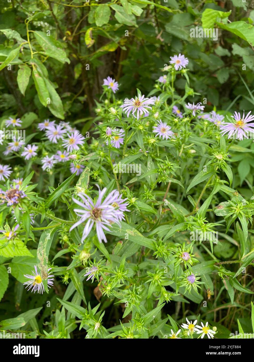 swamp aster (Symphyotrichum puniceum Stock Photo - Alamy