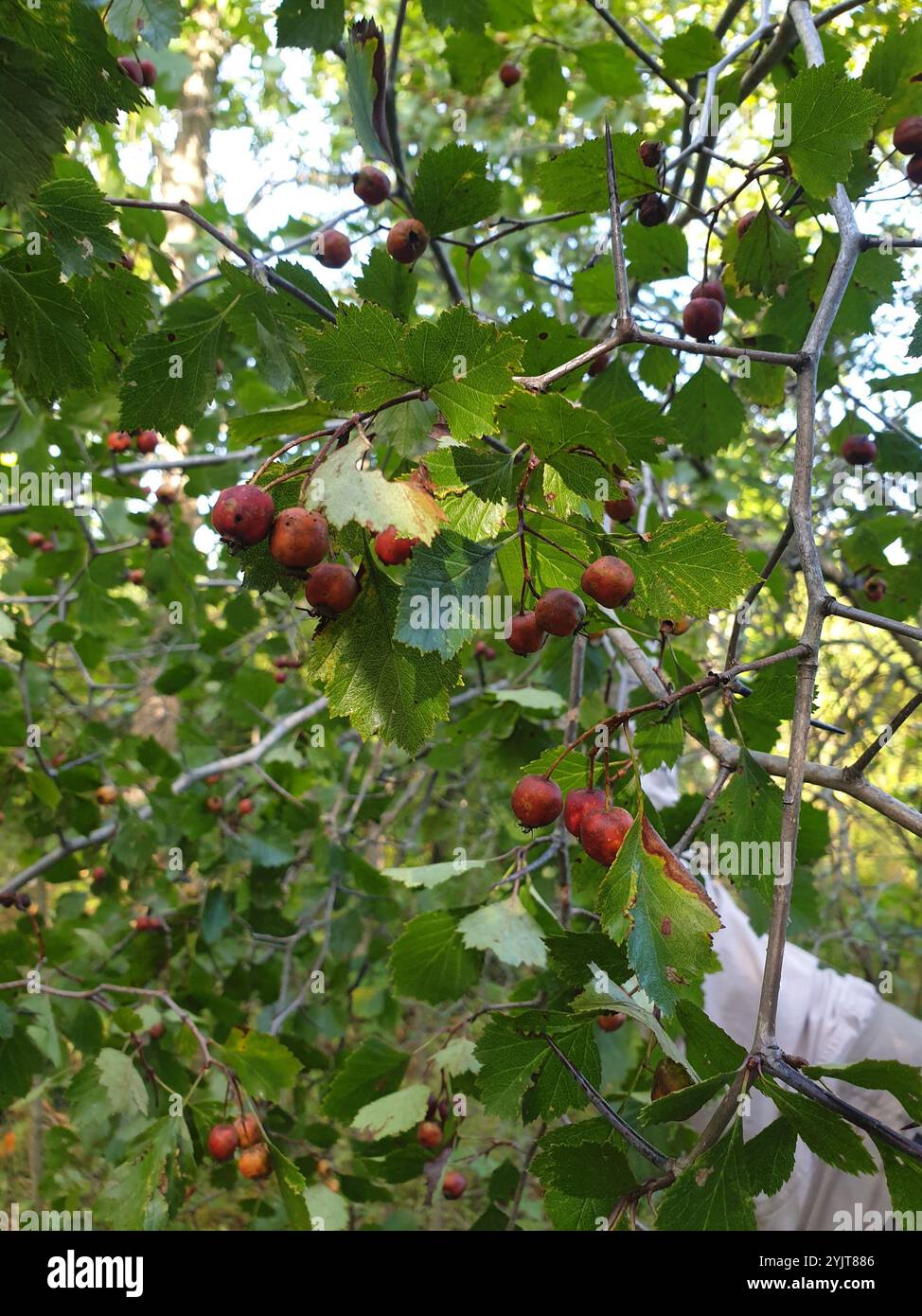 Glabrous-fruit Fireberry Hawthorn (Crataegus chrysocarpa phoeniceoides ...