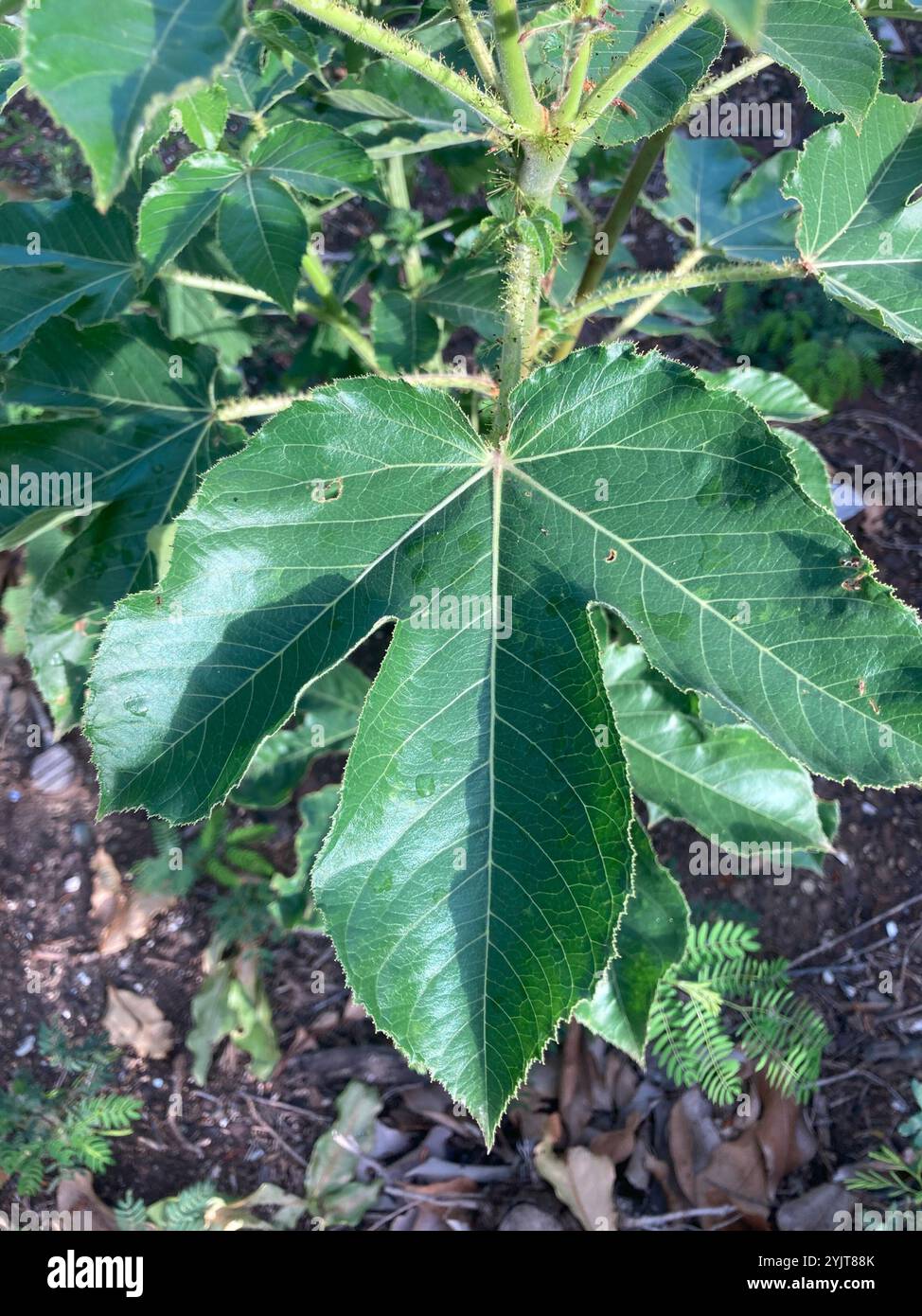 Bellyache Bush (Jatropha gossypiifolia Stock Photo - Alamy