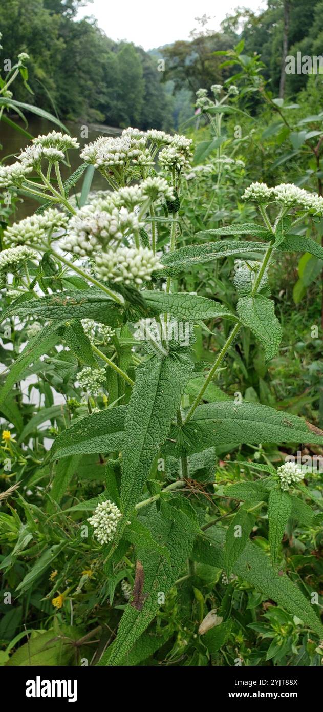 common boneset (Eupatorium perfoliatum Stock Photo - Alamy