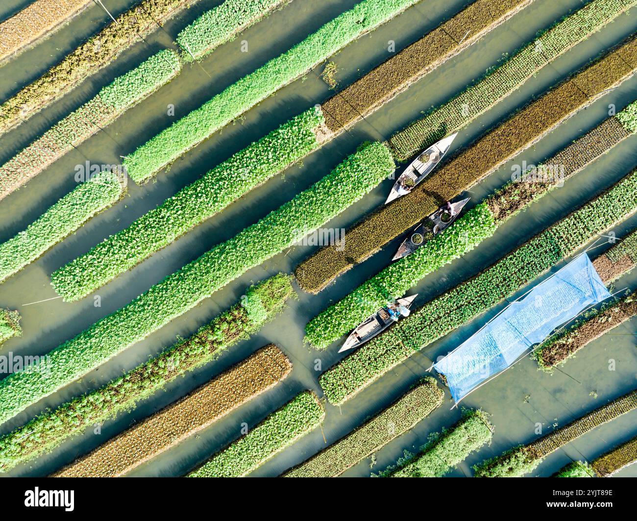 Farmers in low laying areas in Bangladesh choose floating farming ...