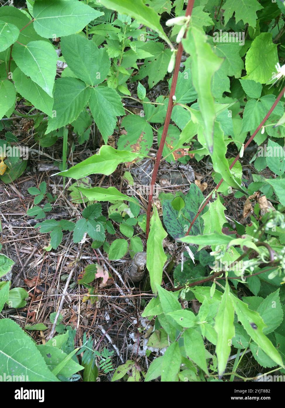 three-leaved rattlesnake root (Nabalus trifoliolatus Stock Photo - Alamy