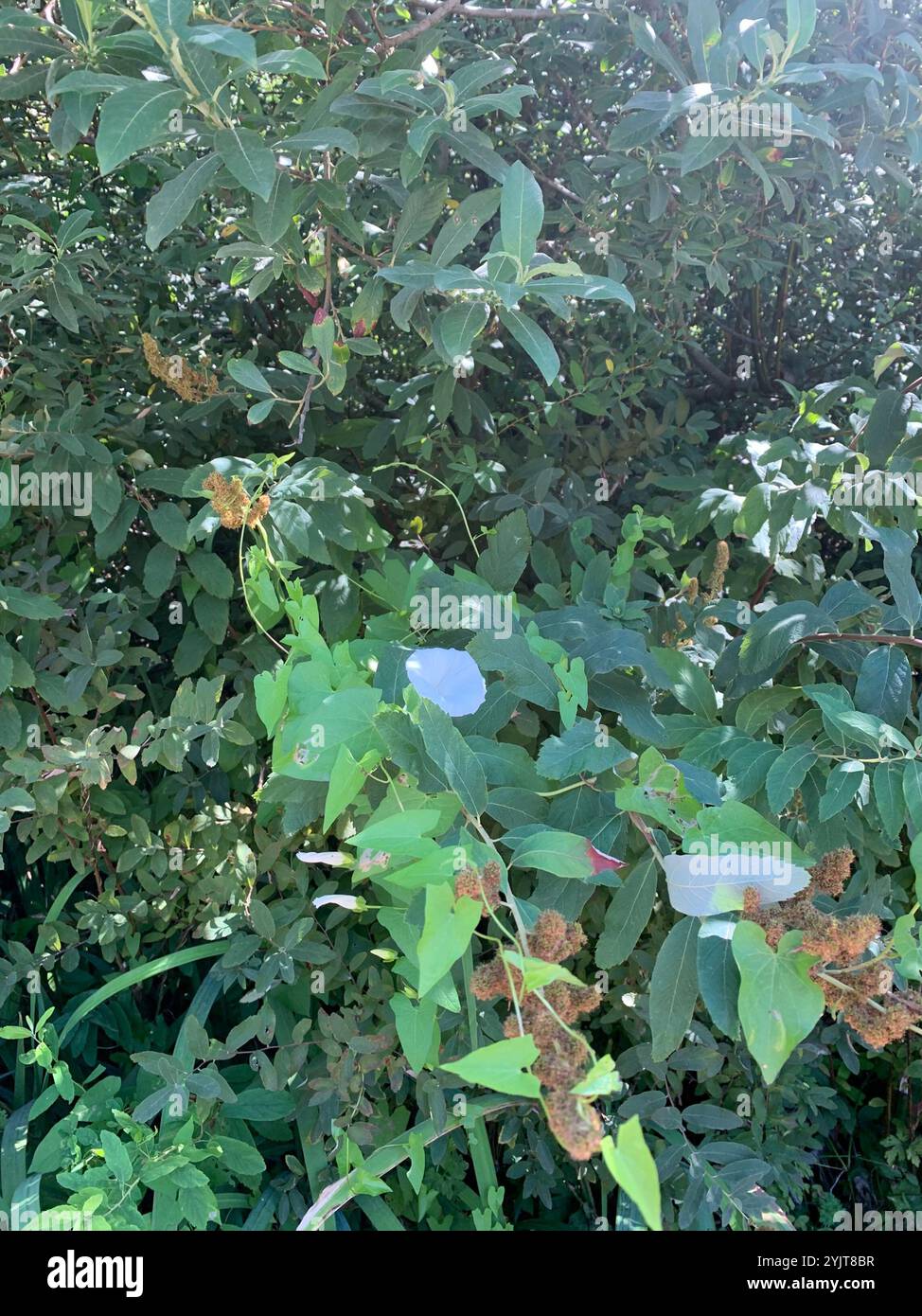 creeping hedge bindweed (Calystegia sepium angulata Stock Photo - Alamy