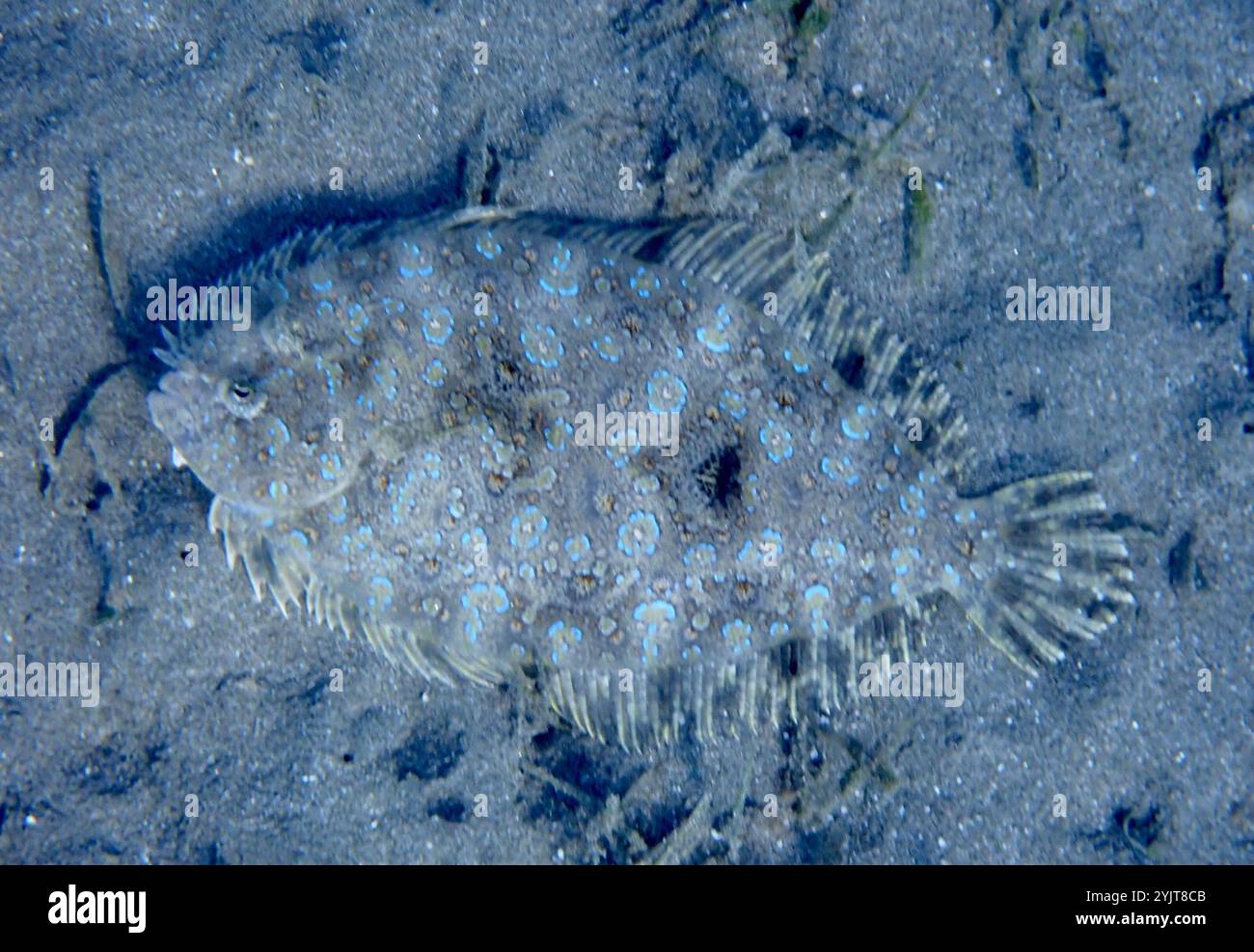 Panther Flounder (Bothus pantherinus Stock Photo - Alamy