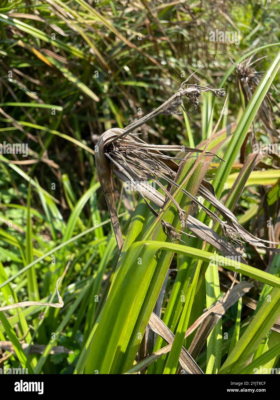 grasses, sedges, cattails, and allies (Poales Stock Photo - Alamy