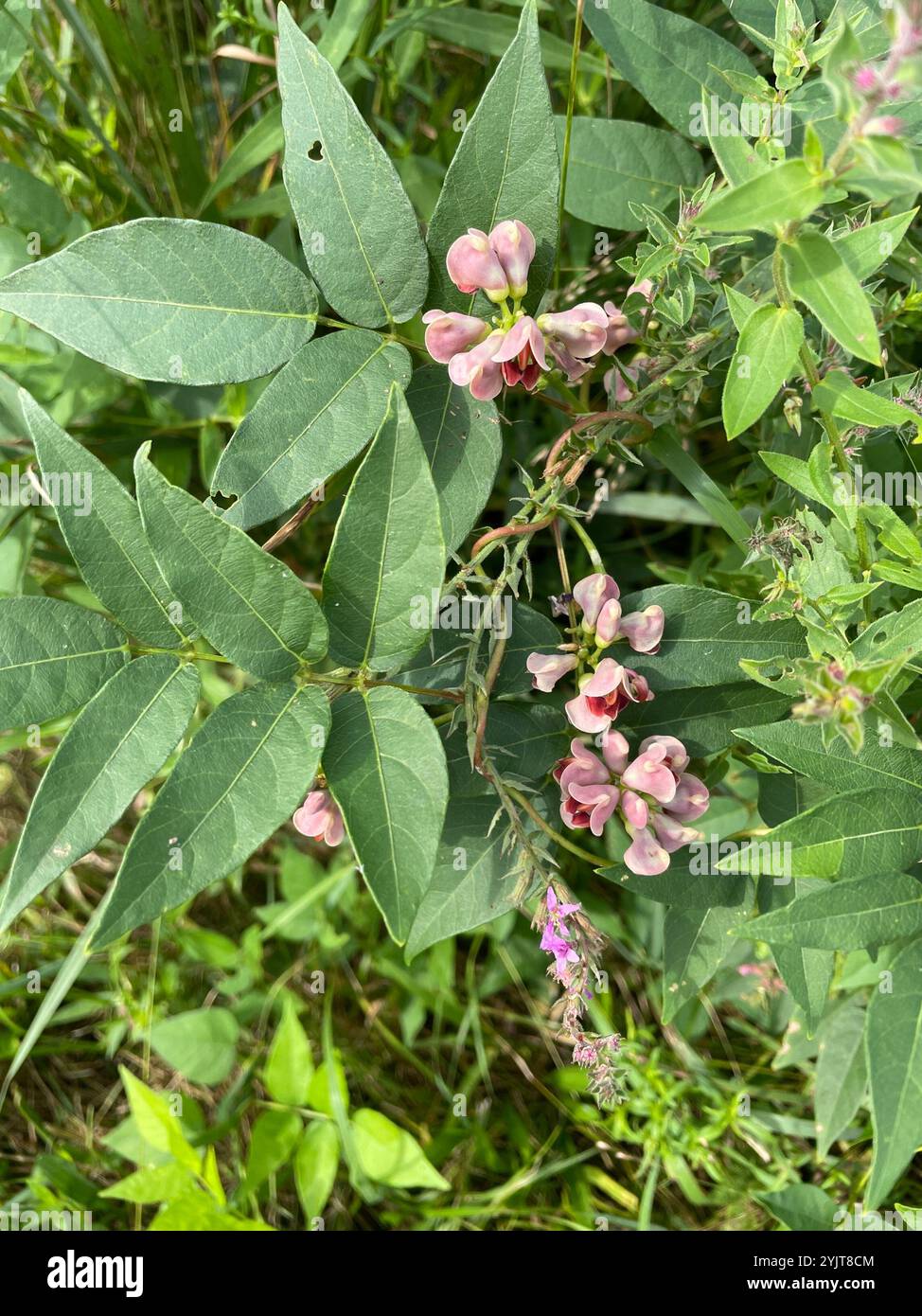 American groundnut (Apios americana Stock Photo - Alamy