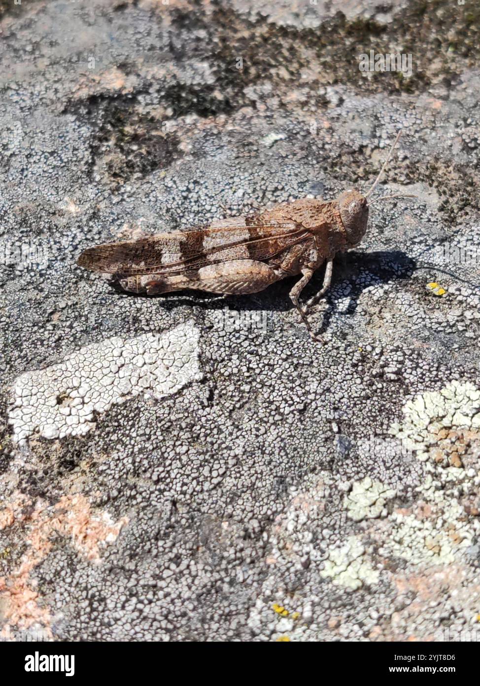 Blue-winged Grasshopper (Oedipoda caerulescens Stock Photo - Alamy