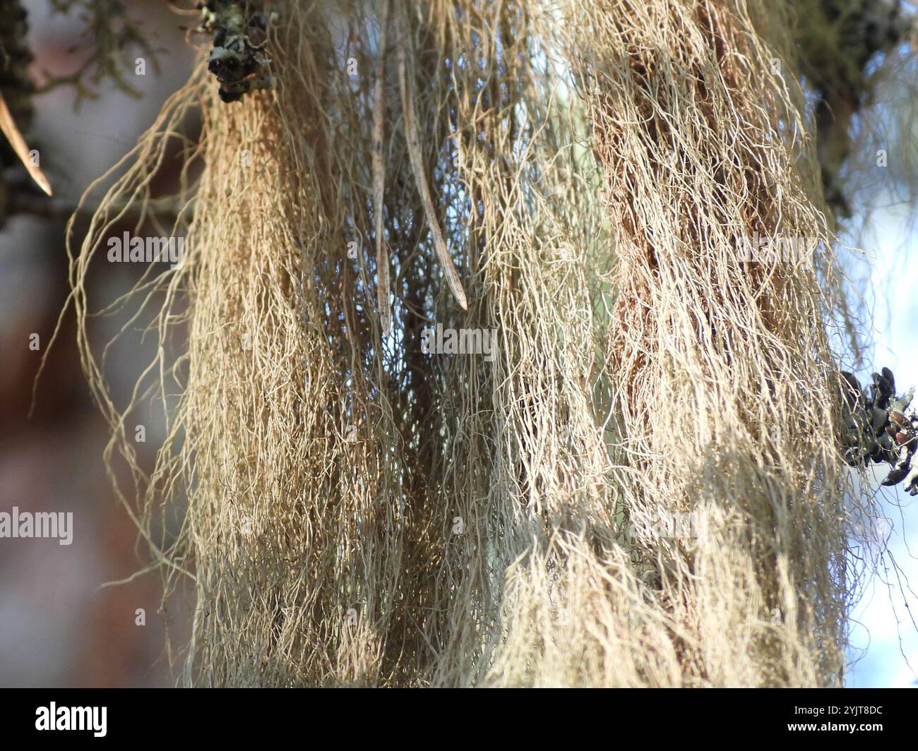 Pale-footed Horsehair Lichen (Bryoria fuscescens Stock Photo - Alamy