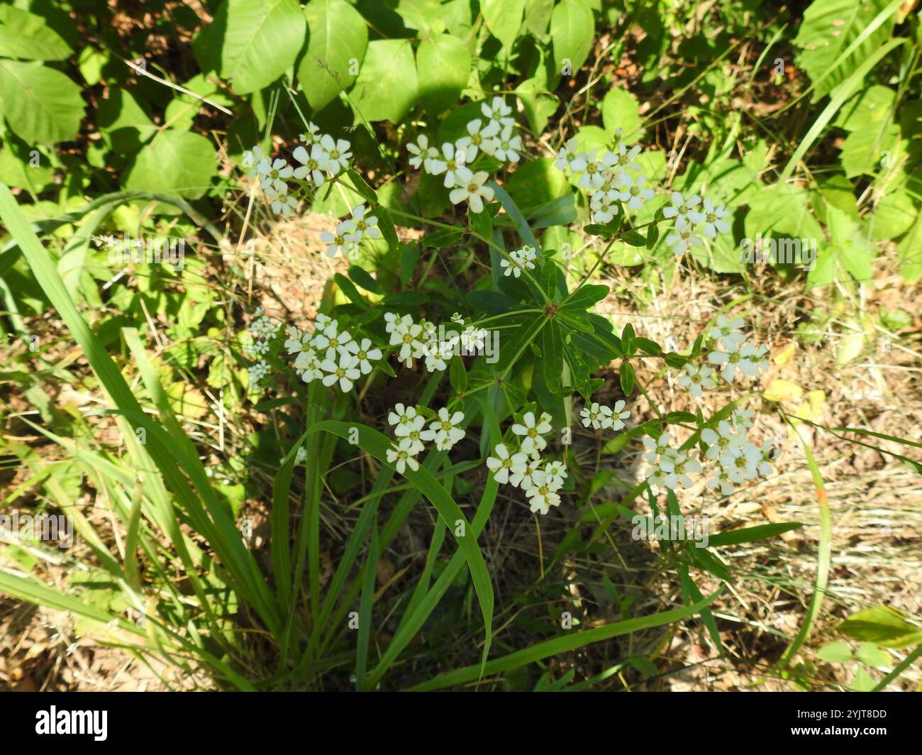 flowering spurge (Euphorbia corollata Stock Photo - Alamy