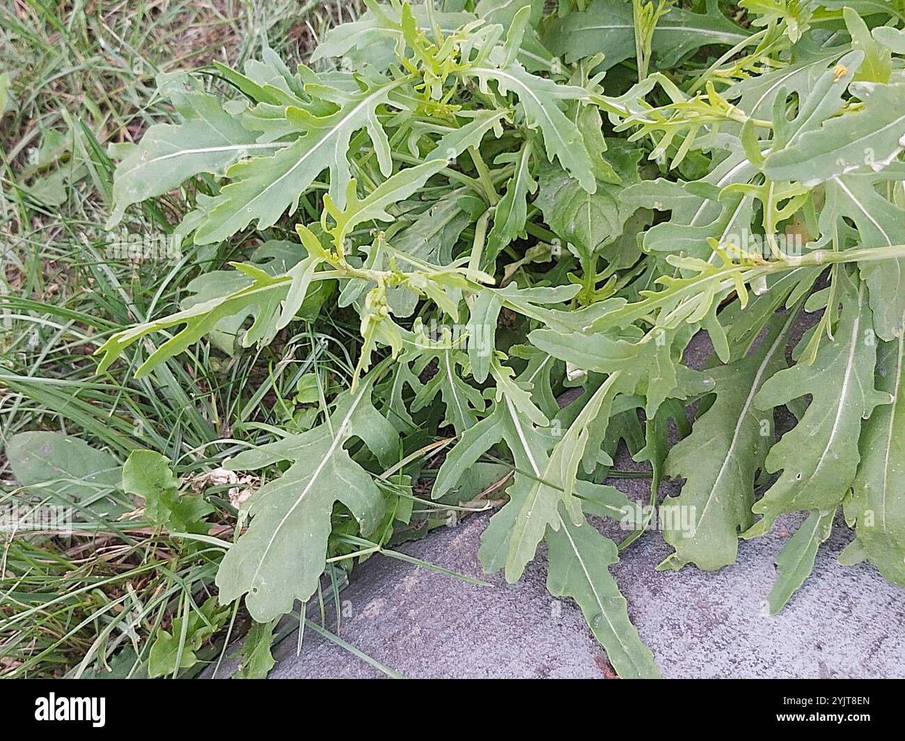 Perennial Wall-rocket (Diplotaxis tenuifolia Stock Photo - Alamy
