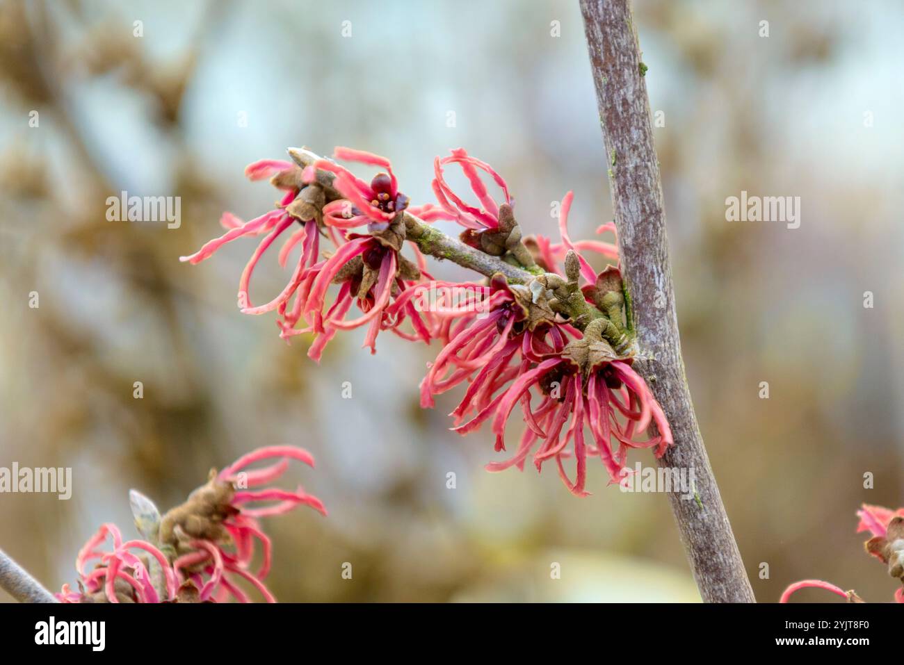 Hamamelis japonica rubra superba hi-res stock photography and images ...