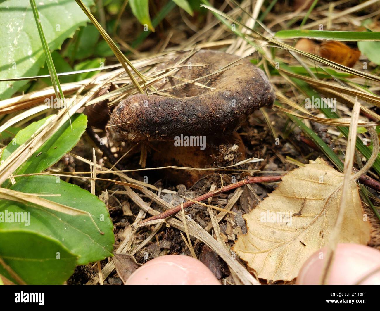 Basidiomycete Fungi (Basidiomycota Stock Photo - Alamy