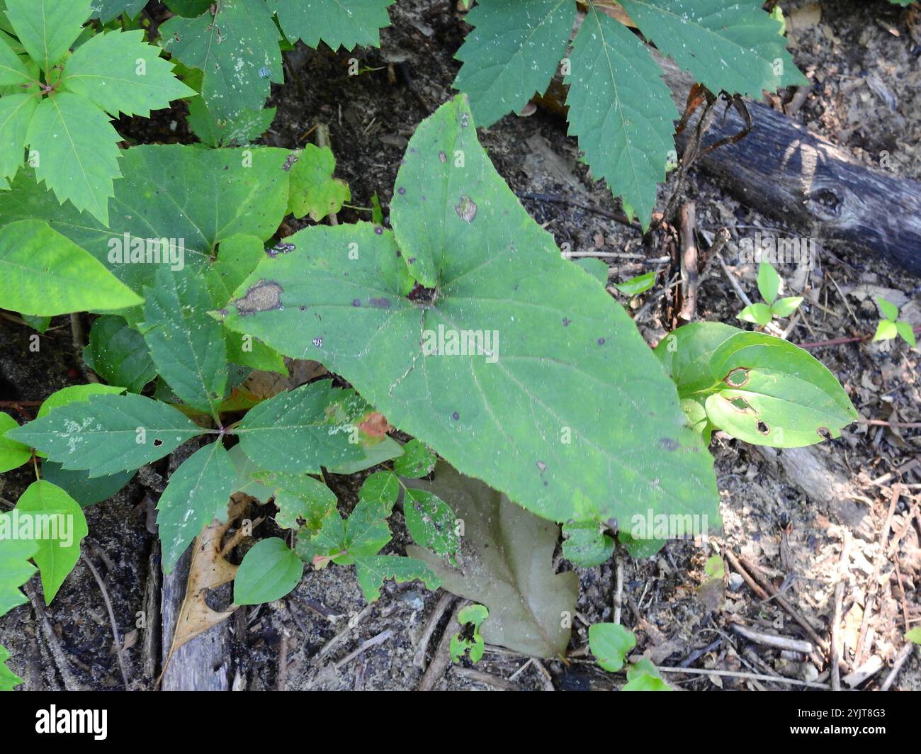 tall rattlesnake root (Nabalus altissimus Stock Photo - Alamy