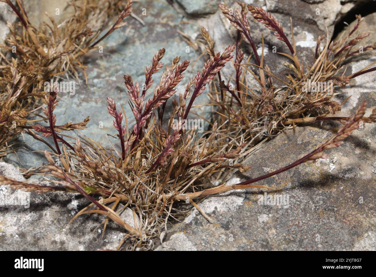 Catapodium marinum hi-res stock photography and images - Alamy