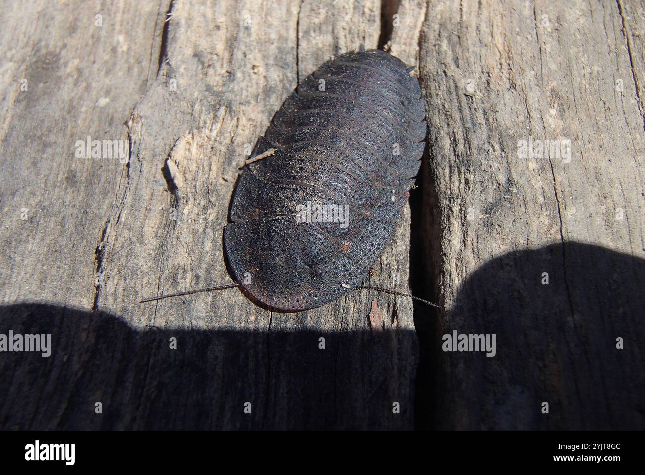 Bark cockroach hi-res stock photography and images - Alamy