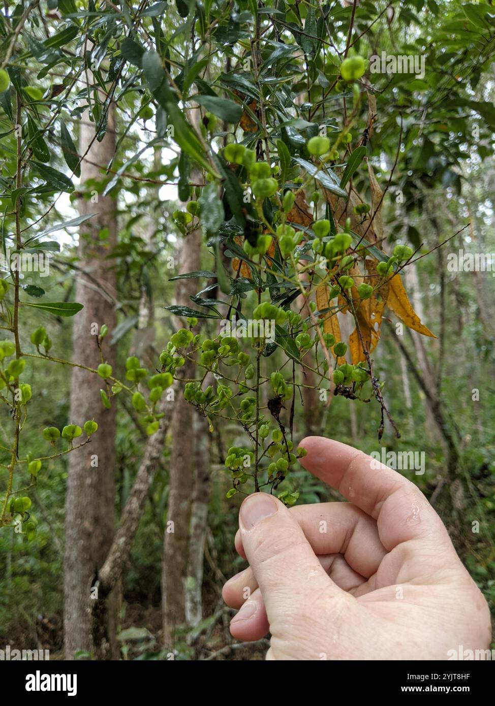 Australian Blackthorn (Bursaria spinosa Stock Photo - Alamy