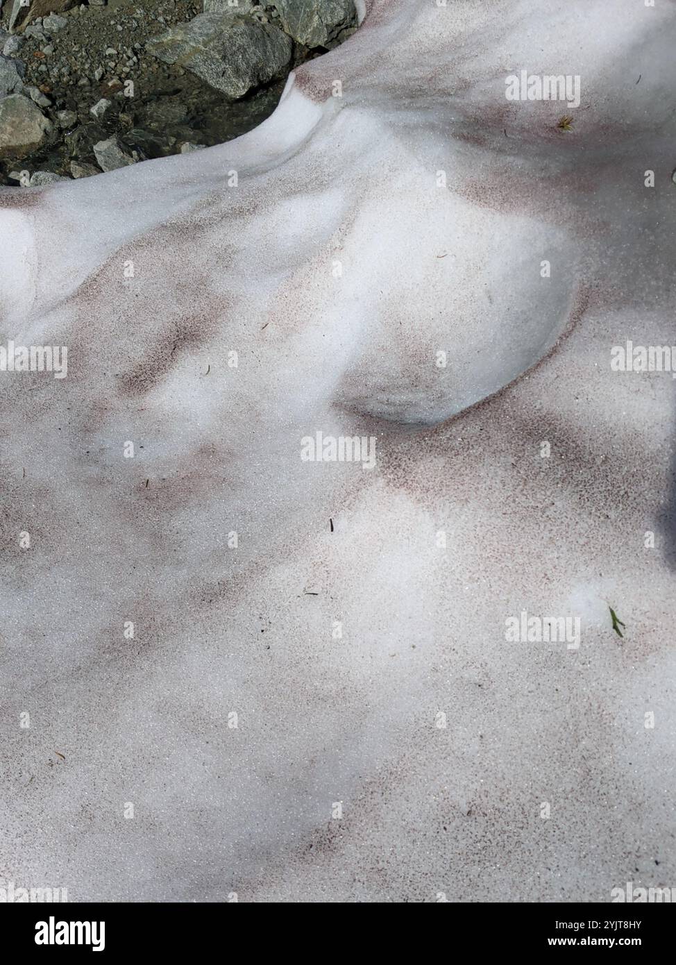 watermelon snow (Chlamydomonas nivalis Stock Photo - Alamy