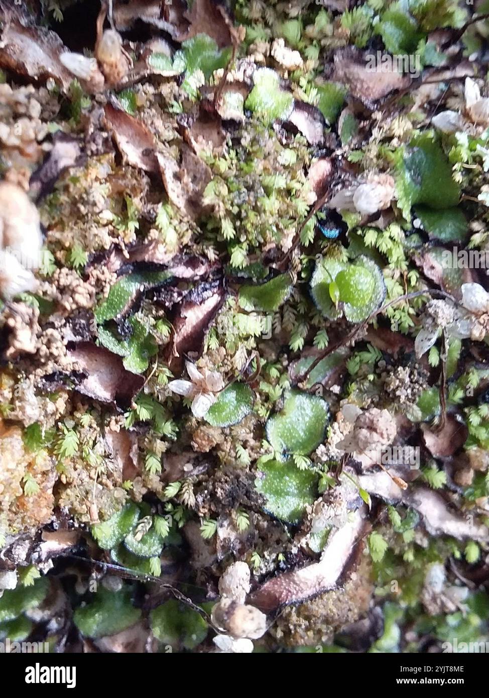 Asterella hi-res stock photography and images - Alamy