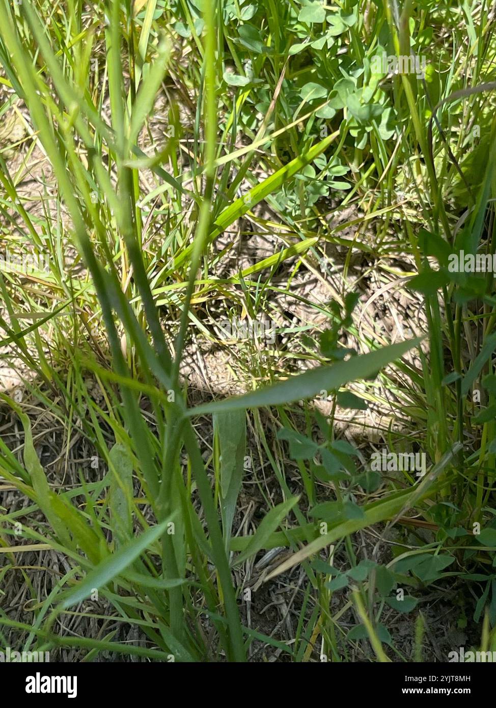 Perideridia hi-res stock photography and images - Alamy