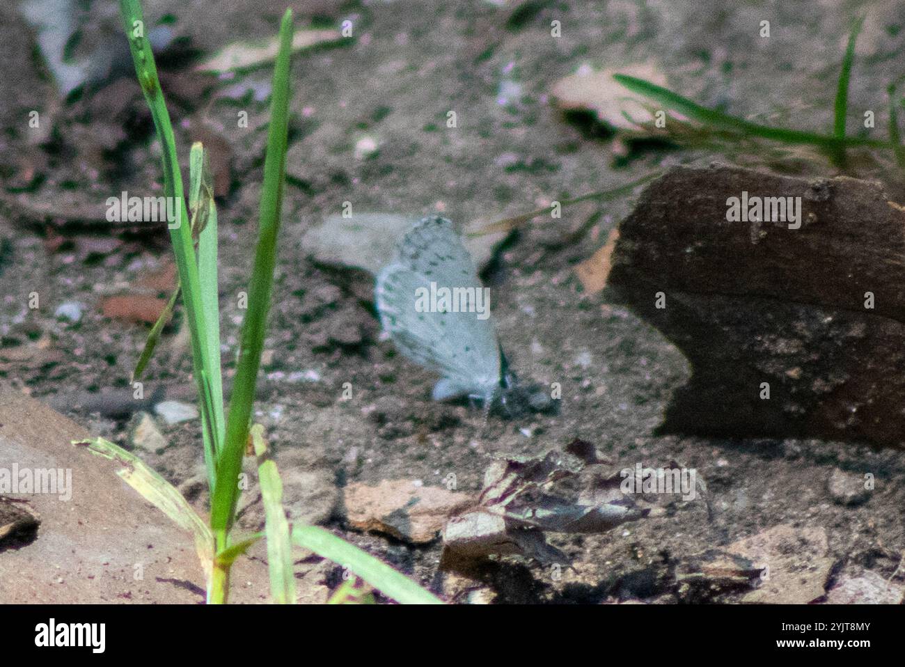 Summer Azure (Celastrina neglecta Stock Photo - Alamy