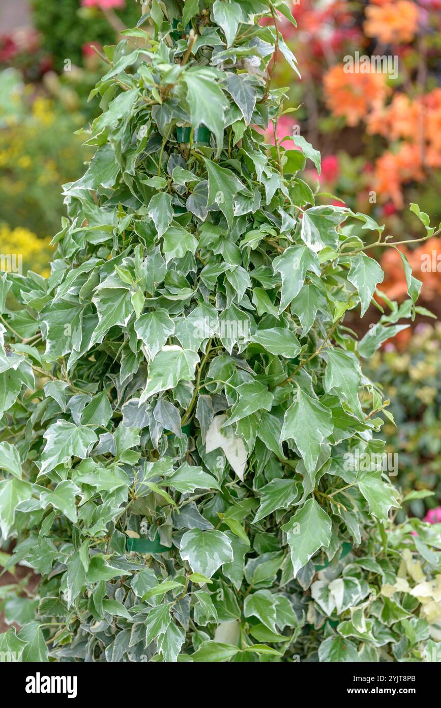 Efeu Hedera, Efeu helix Glacier Stock Photo - Alamy