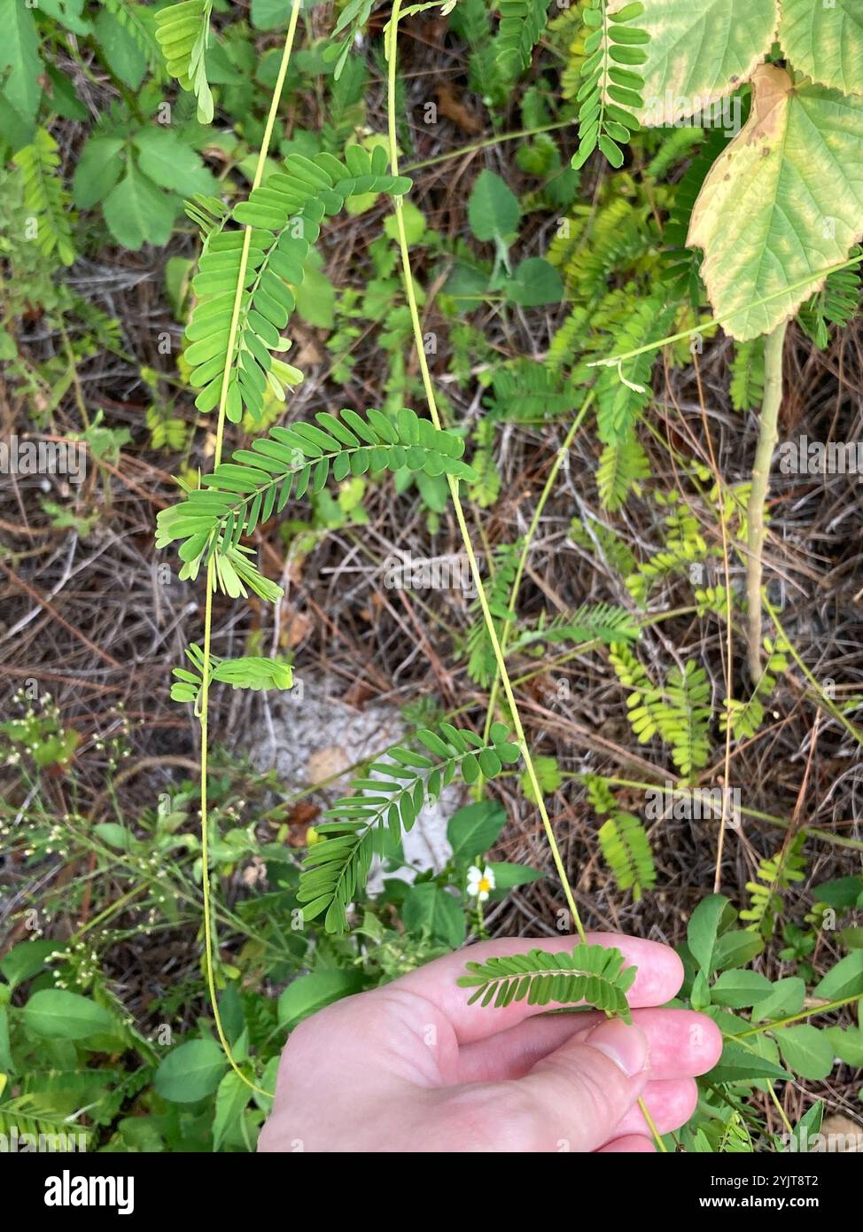rosary pea (Abrus precatorius Stock Photo - Alamy