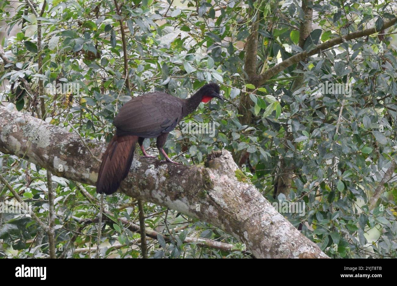 Crested Guan (Penelope purpurascens Stock Photo - Alamy