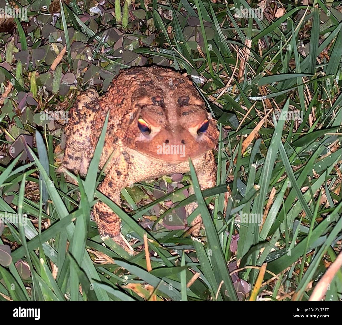 Eastern American Toad (Anaxyrus americanus americanus Stock Photo - Alamy