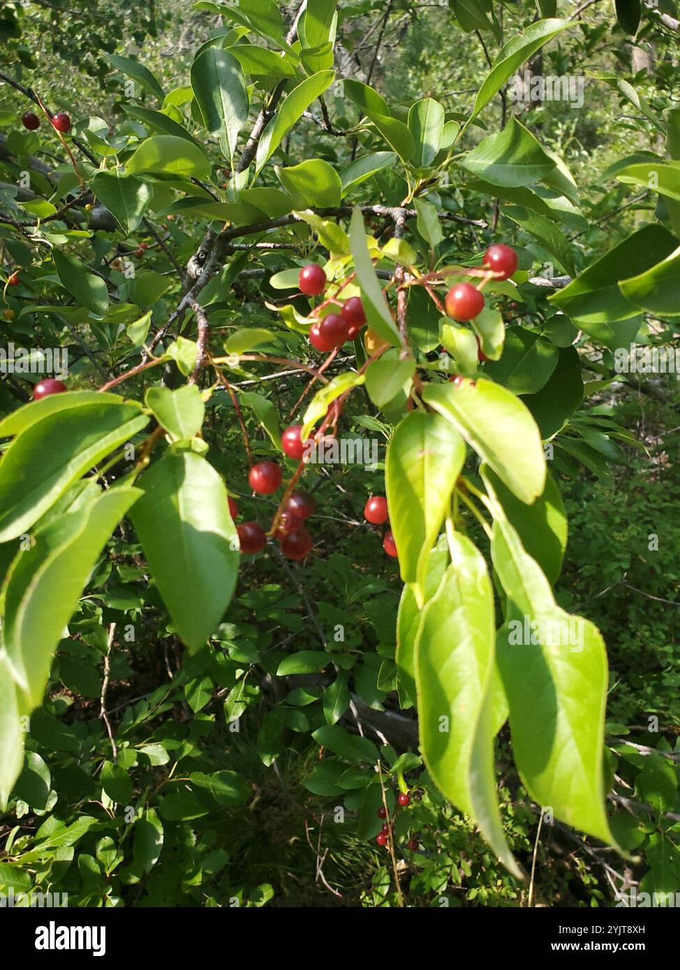 chokecherry (Prunus virginiana Stock Photo - Alamy