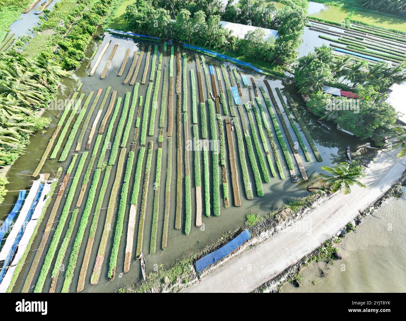 Farmers in low laying areas in Bangladesh choose floating farming ...