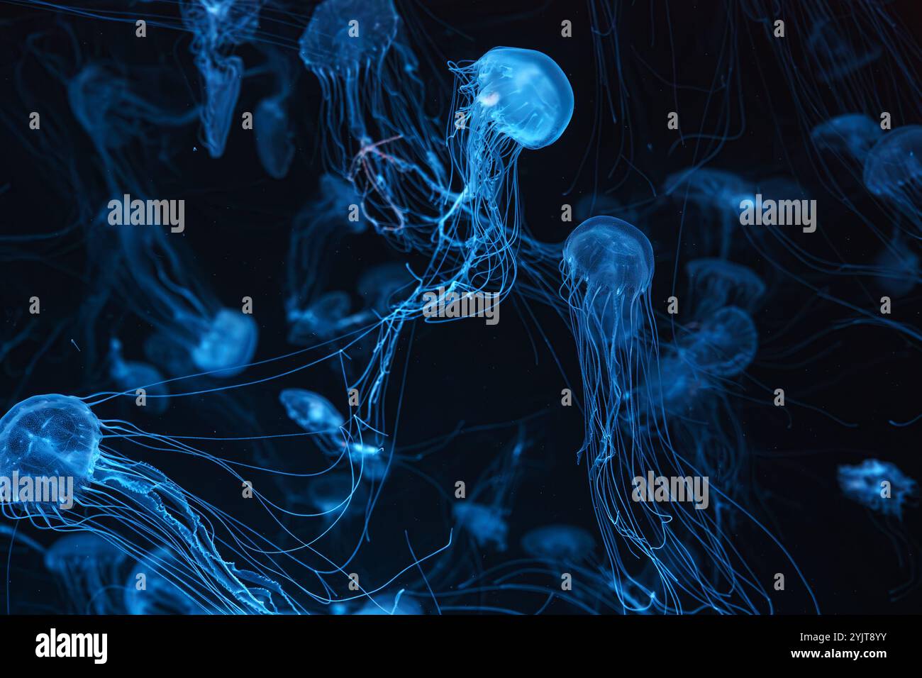 Group of Atlantic sea nettle, Chrysaora quinquecirrha, East Cost sea ...