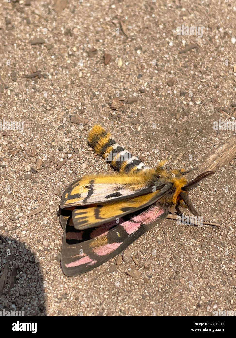 Western Sheep Moth (Hemileuca eglanterina Stock Photo - Alamy