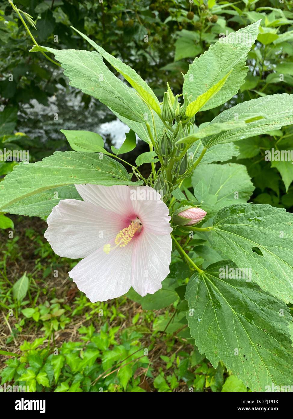 common hibiscus (Hibiscus syriacus Stock Photo - Alamy