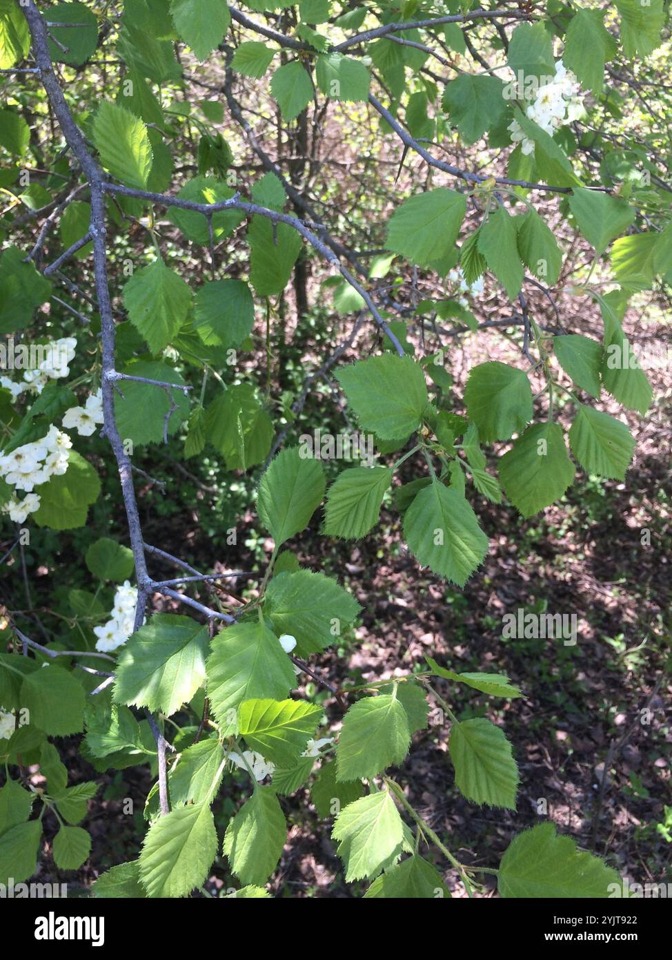 Hairy Cockspurthorn (Crataegus submollis Stock Photo - Alamy