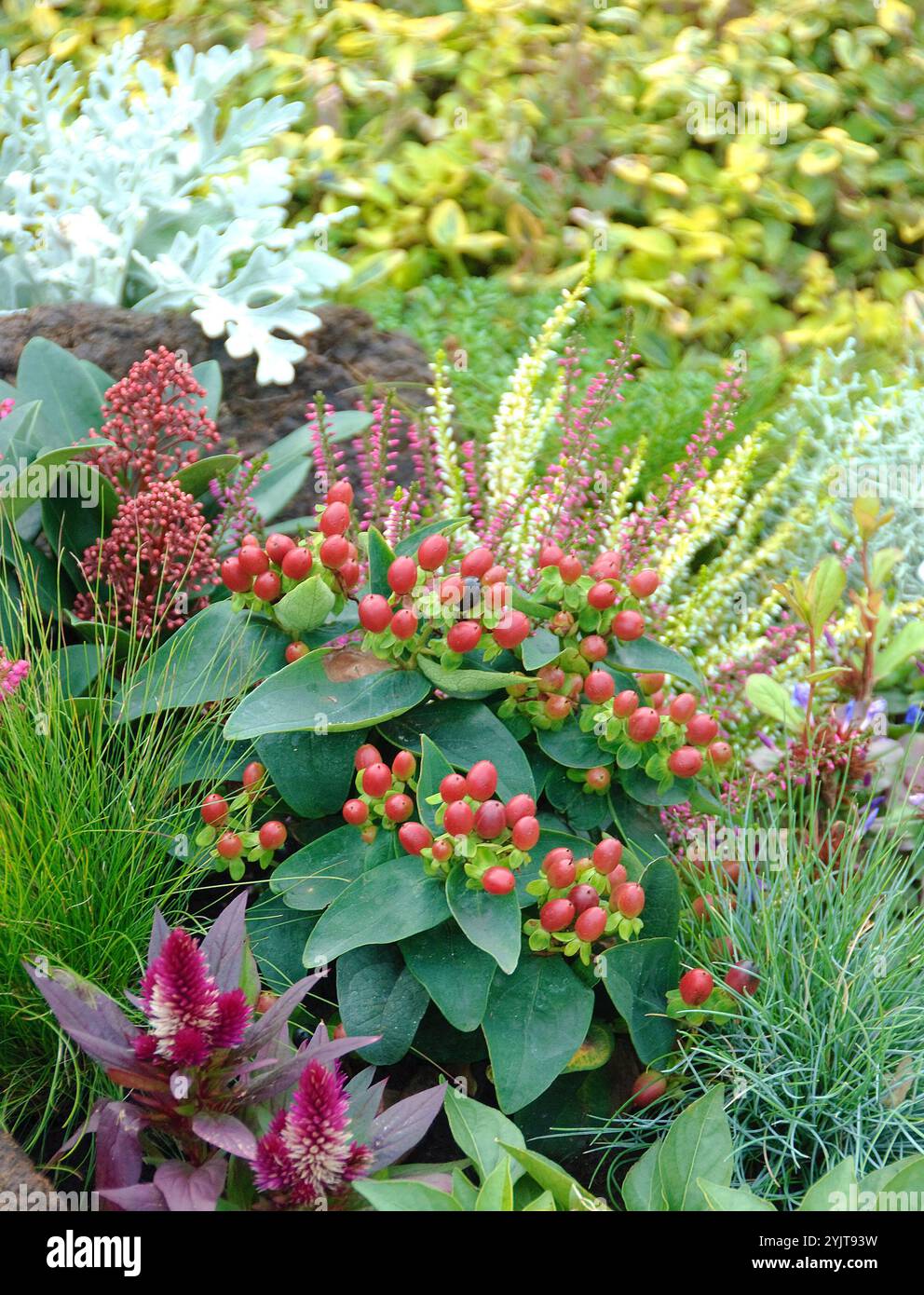 Herbstbepflanzung, Johanniskraut Hypericum × inodorum MAGICAL RED STAR ...