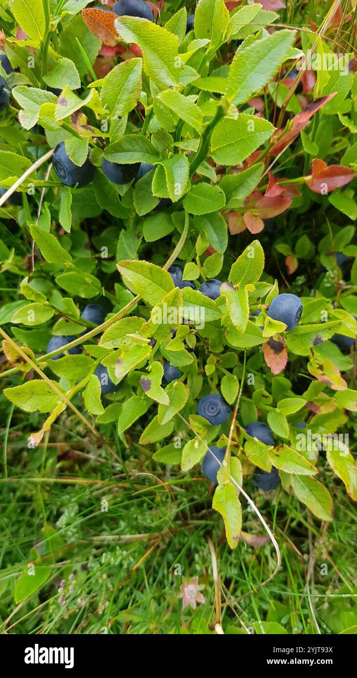 common bilberry (Vaccinium myrtillus Stock Photo - Alamy