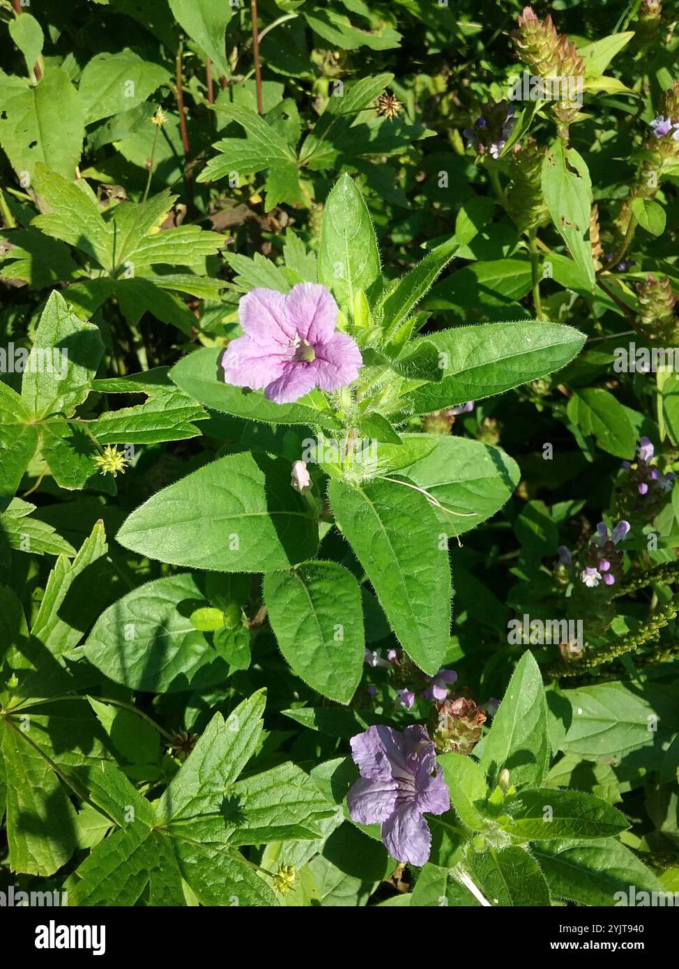 hairy ruellia (Ruellia humilis Stock Photo - Alamy