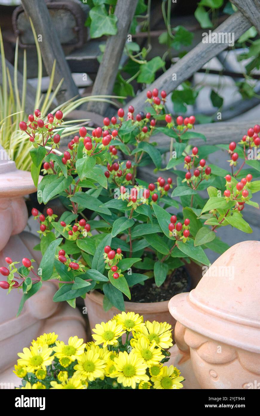 Hypericum inodorum hi-res stock photography and images - Alamy