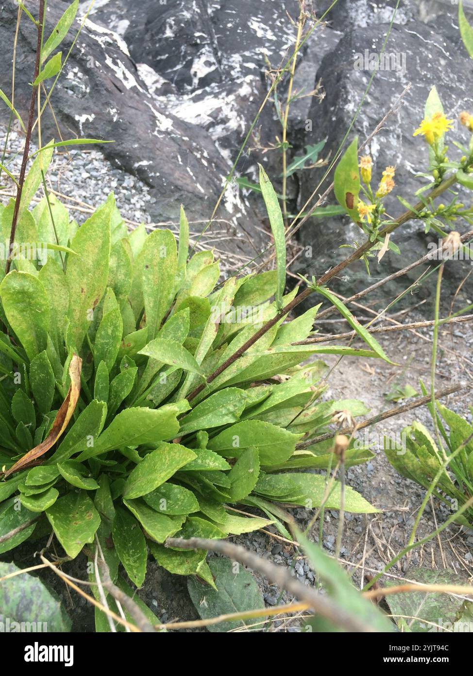 Racemose Goldenrod (Solidago racemosa Stock Photo - Alamy