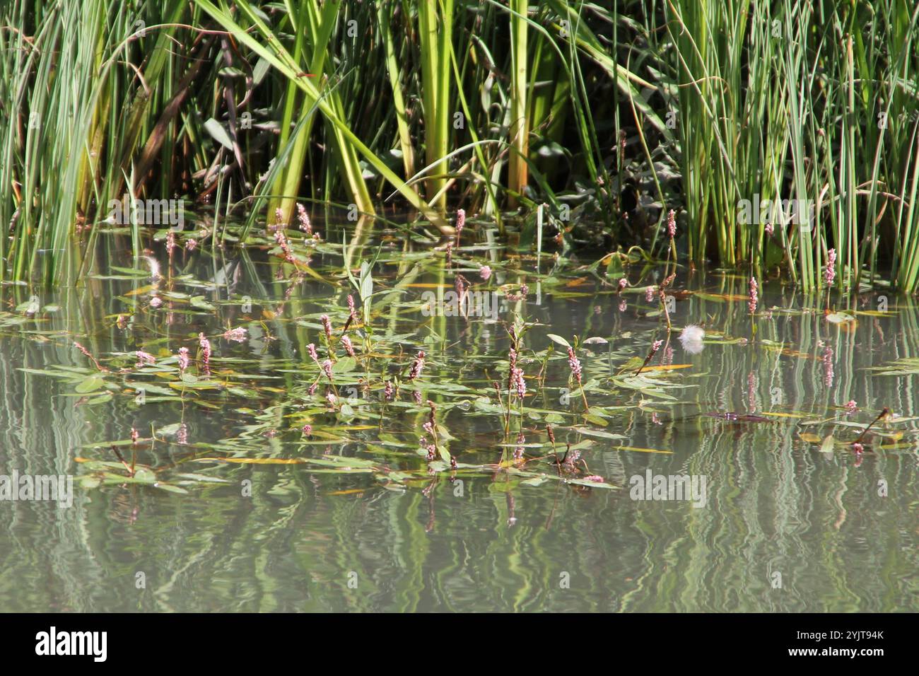water smartweed (Persicaria amphibia Stock Photo - Alamy