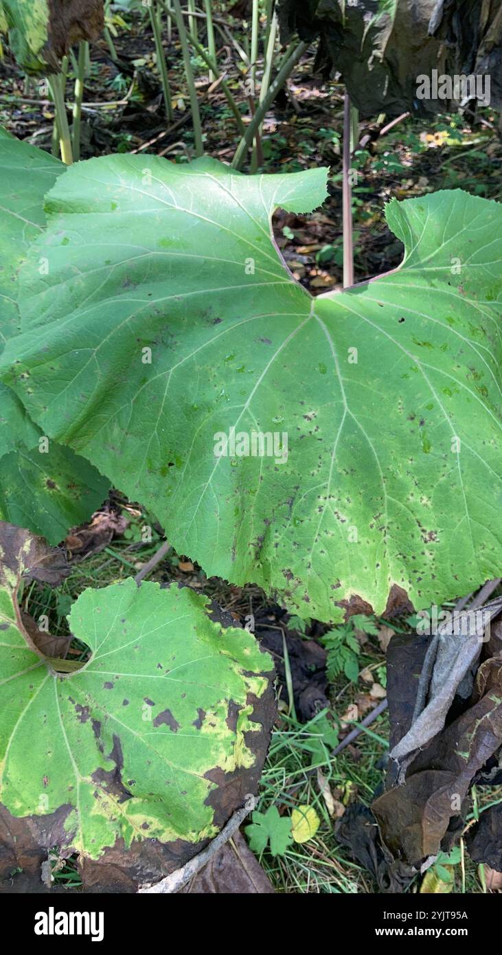 Giant Butterbur (Petasites japonicus Stock Photo - Alamy