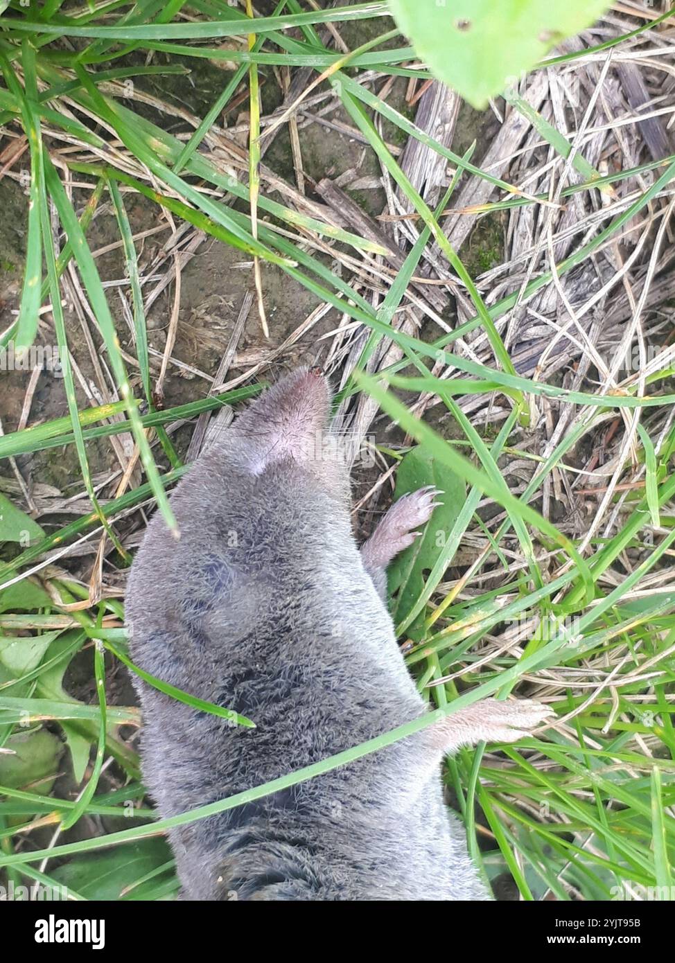 Northern Short-tailed Shrew (Blarina brevicauda Stock Photo - Alamy