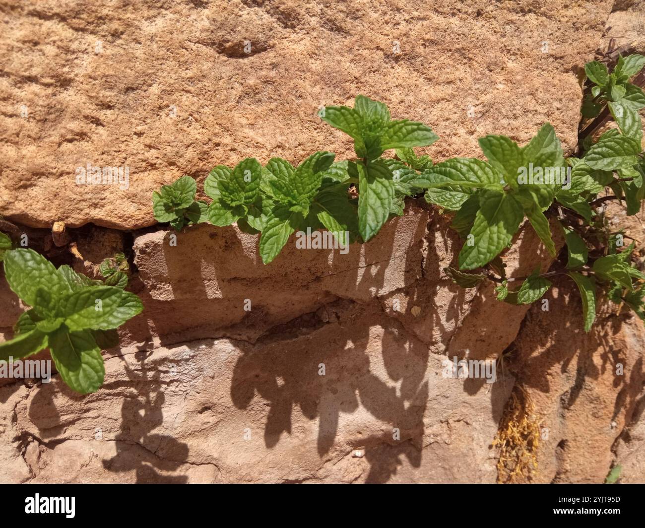 corn mint (Mentha arvensis Stock Photo - Alamy
