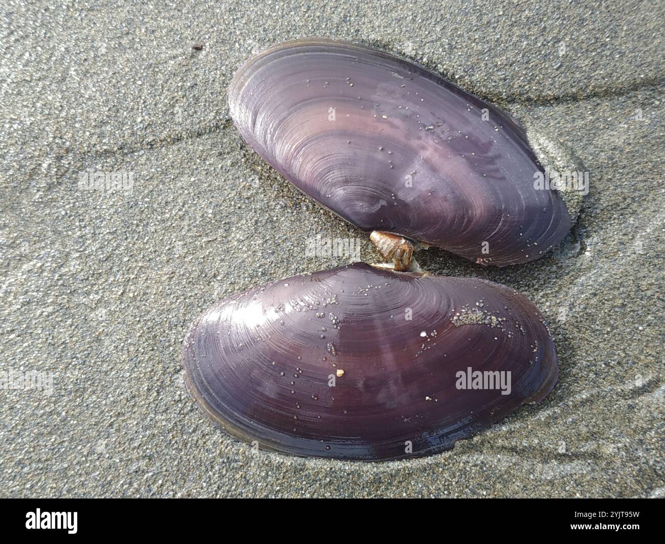 Sunset Clams and Allies (Psammobiidae Stock Photo - Alamy